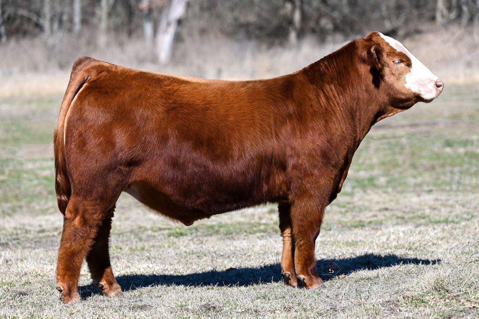 For Sale: Beef Embryos, Beef Semen, Replacement Heifers, Show Heifers ...