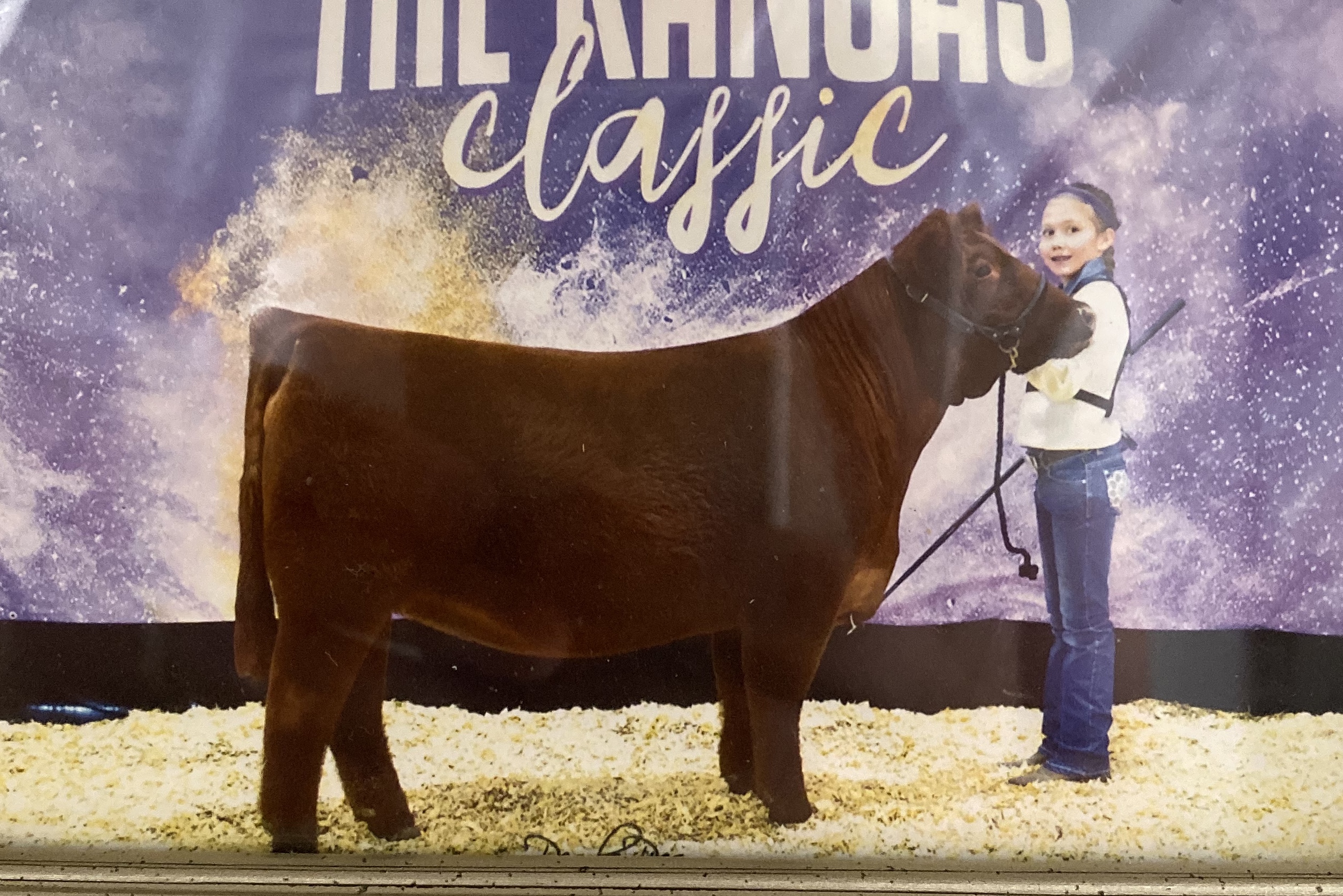 For Sale: Beef Embryos, Beef Semen, Replacement Heifers, Show Heifers ...