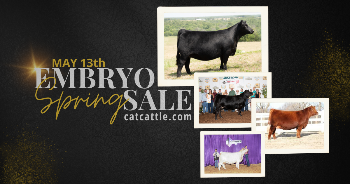 Show Prospect Embryo Sale | CAT Cattle Fair Grove, MO