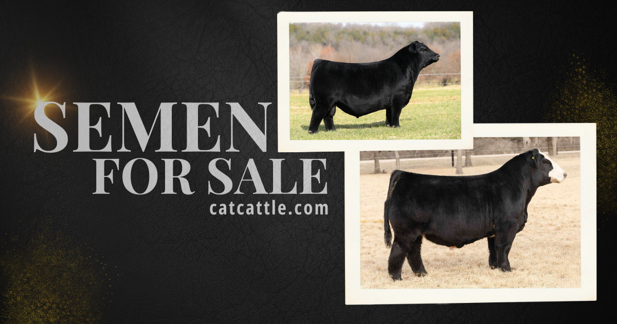 Show Cattle Semen For Sale | CAT Cattle Fair Grove MO